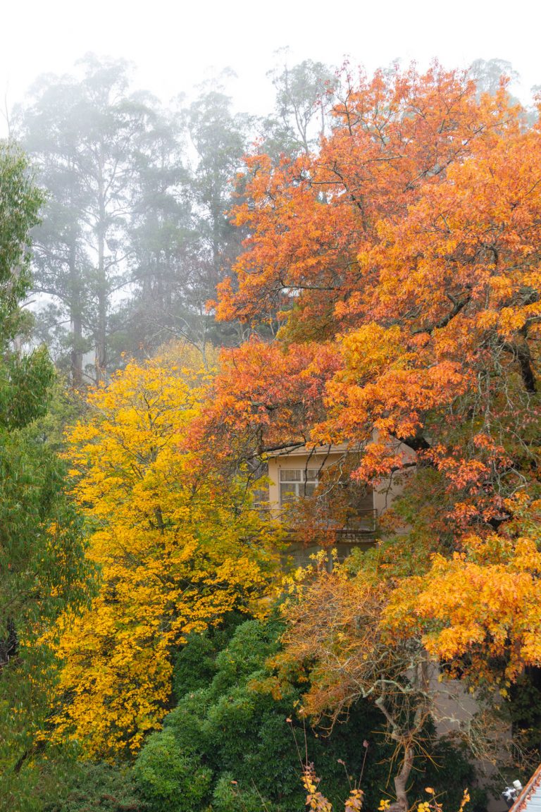 Meet the Team – Burnham Beeches